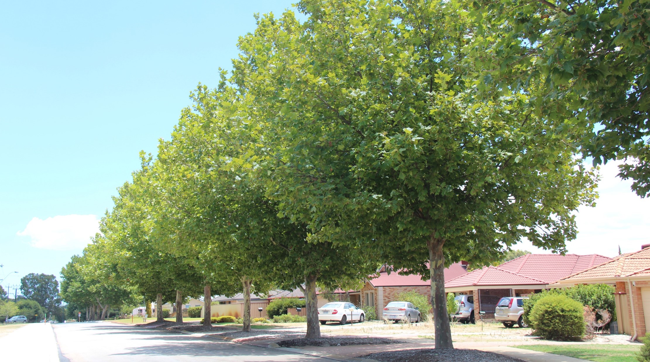 Streetscape Enhancement Strategy | Belmont Connect