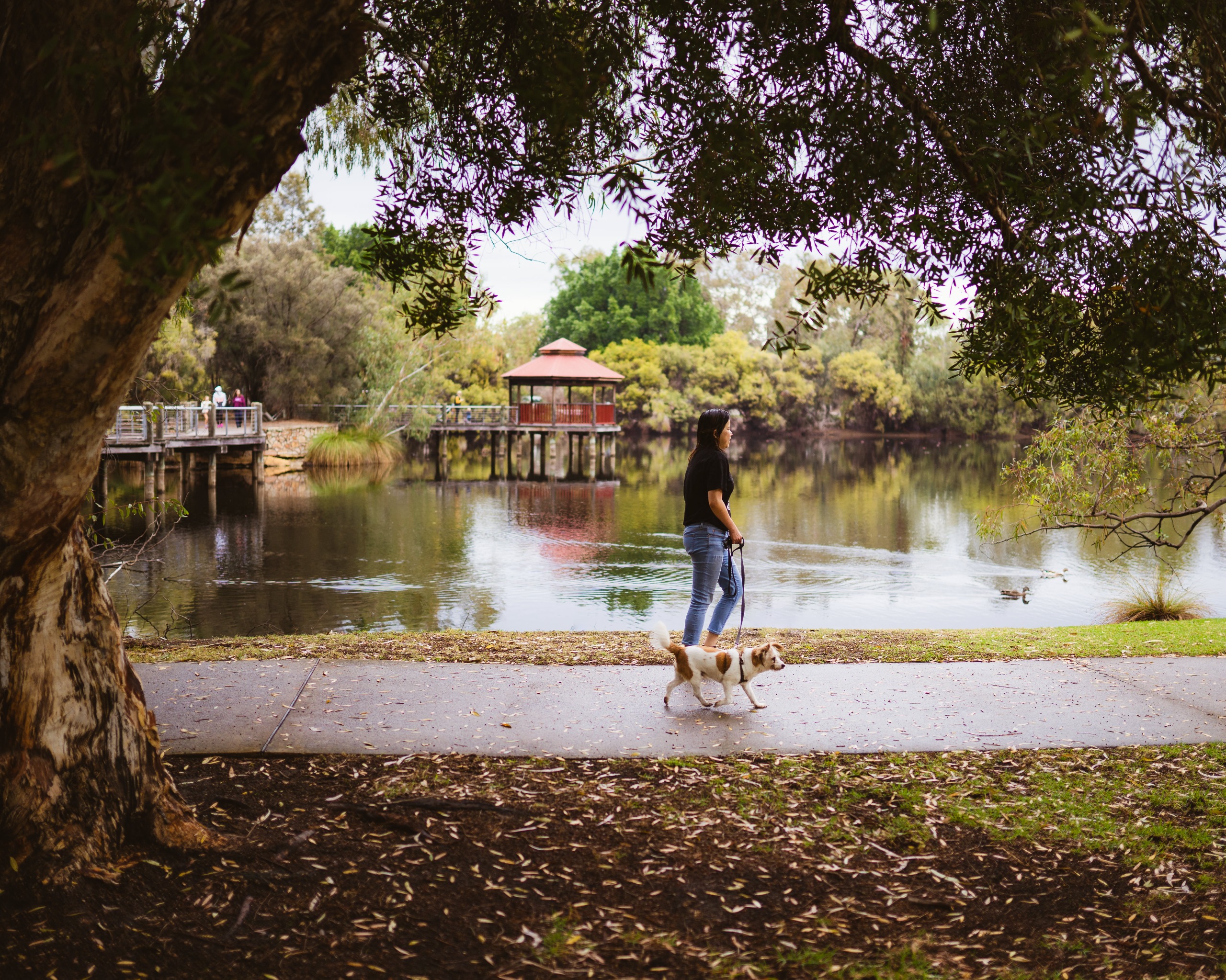 Tomato Lake Solar Powered Lighting | Belmont Connect