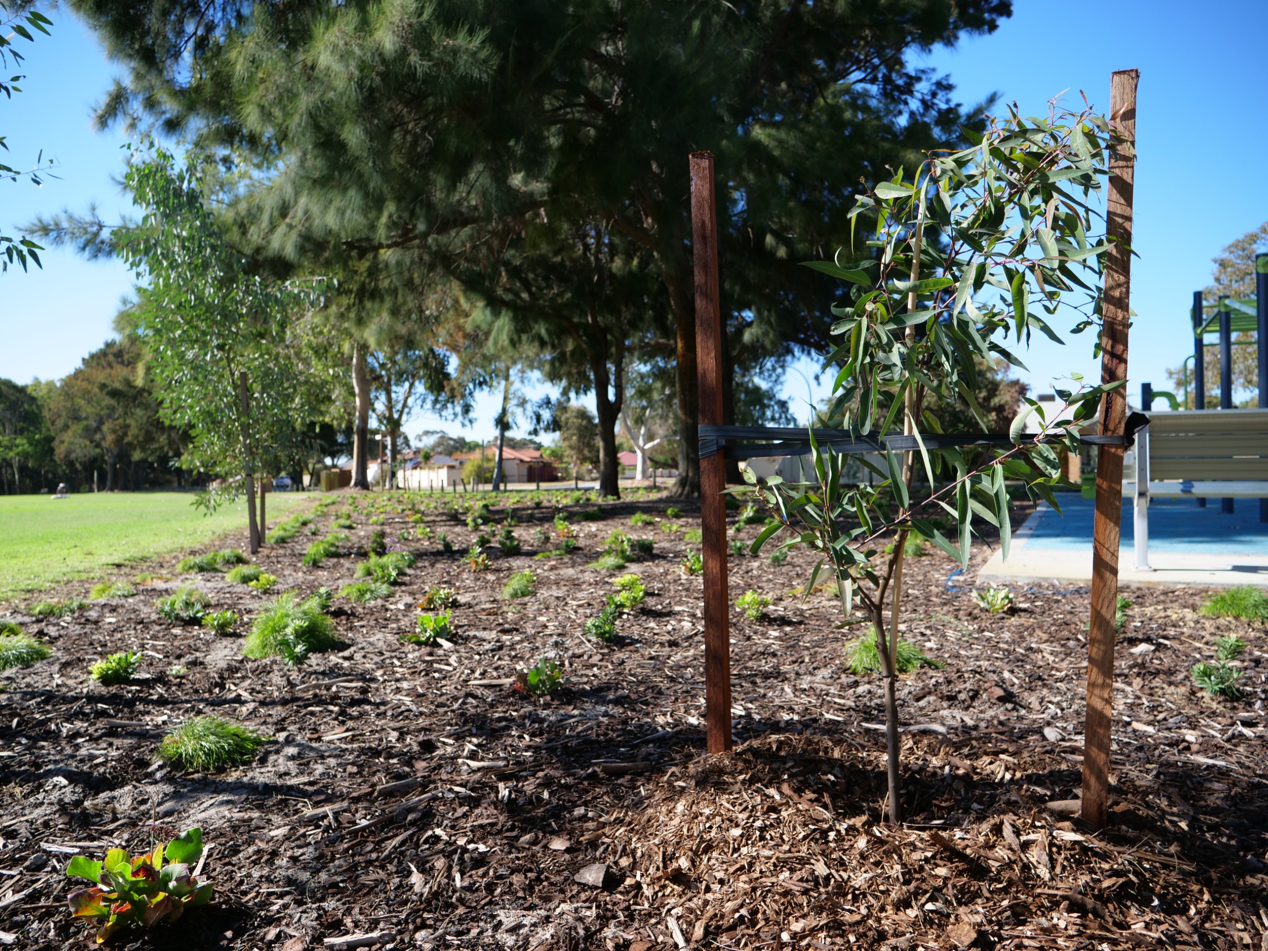 Urban Greening Grant Project | Belmont Connect