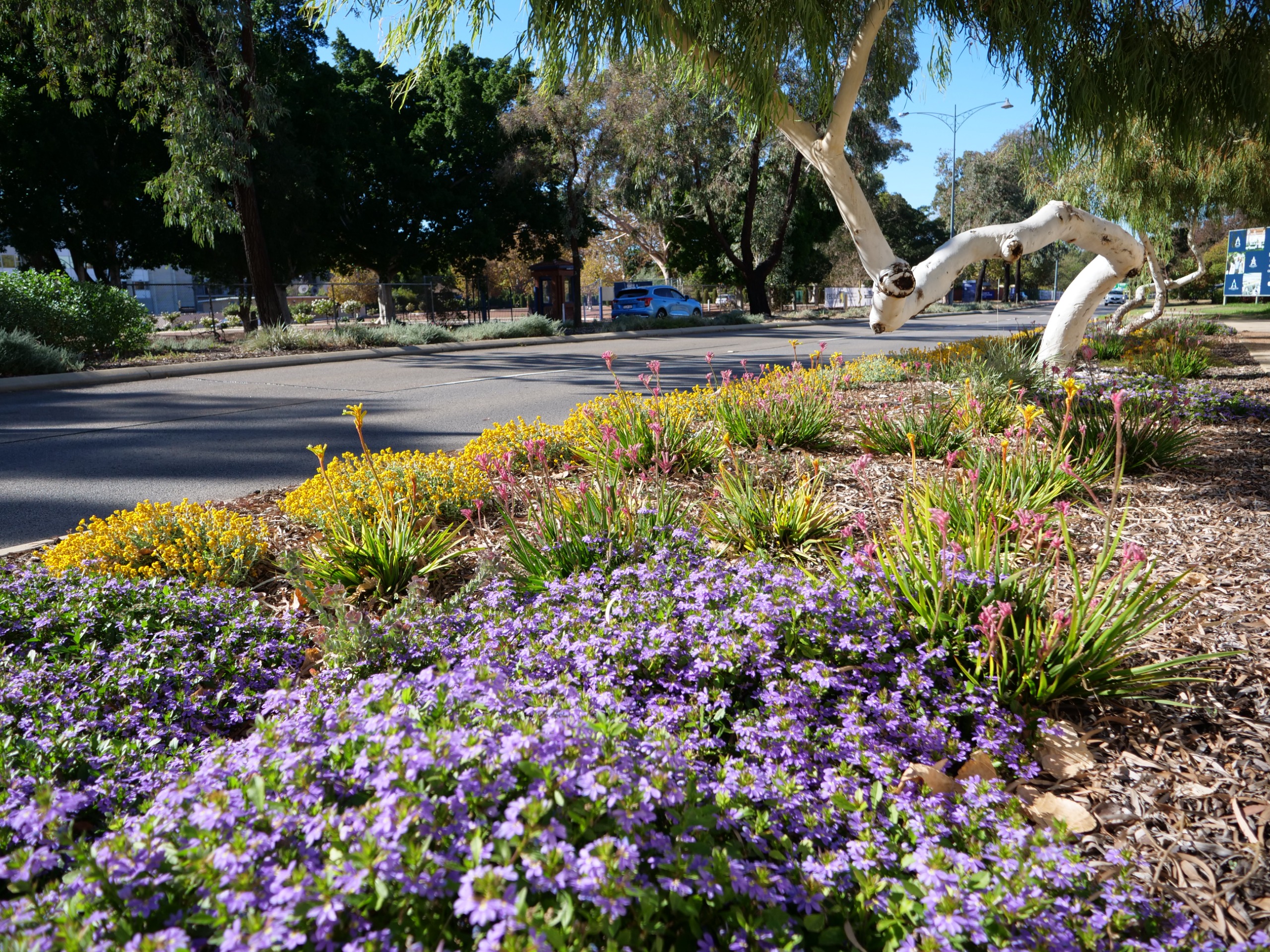 Streetscape Enhancement Strategy | Belmont Connect